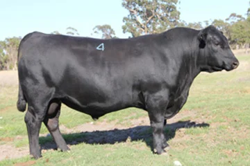 Gallery - Glatz Black Angus