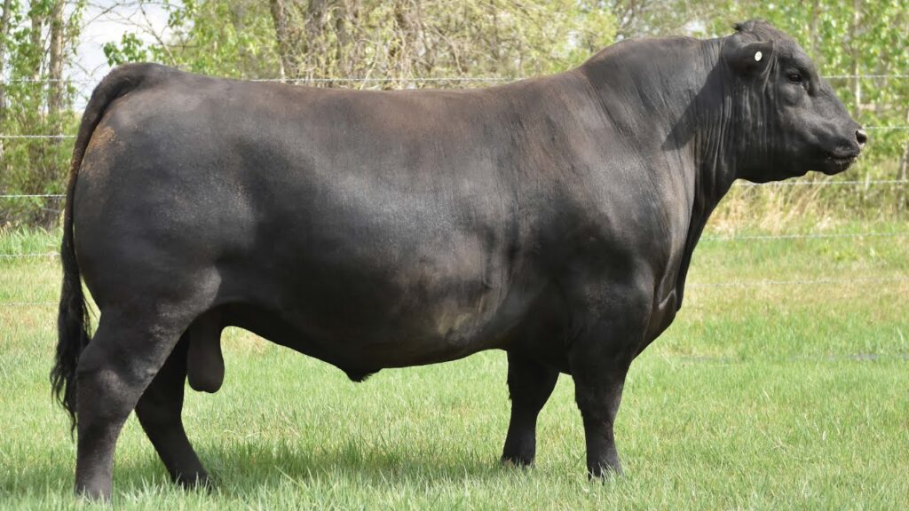 Sires - Glatz' Black Angus - Proper Beef Bulls