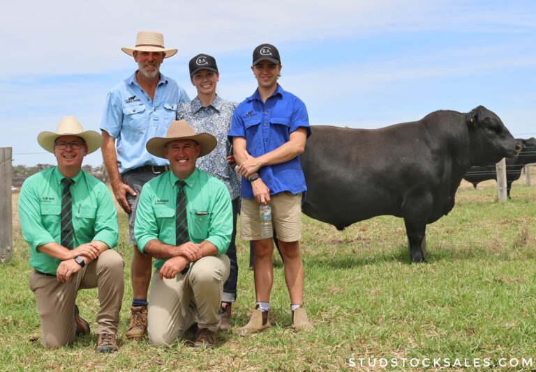 SA Cattleman's Bull Sale 2023 - Glatz Black Angus - Avenue Range, SA